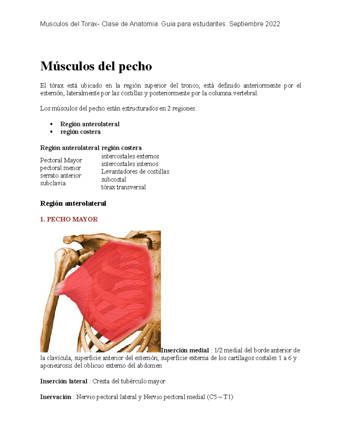 Resumen de los Músculos del Pecho - Anatomía del Tórax (HEM-101) - Studocu