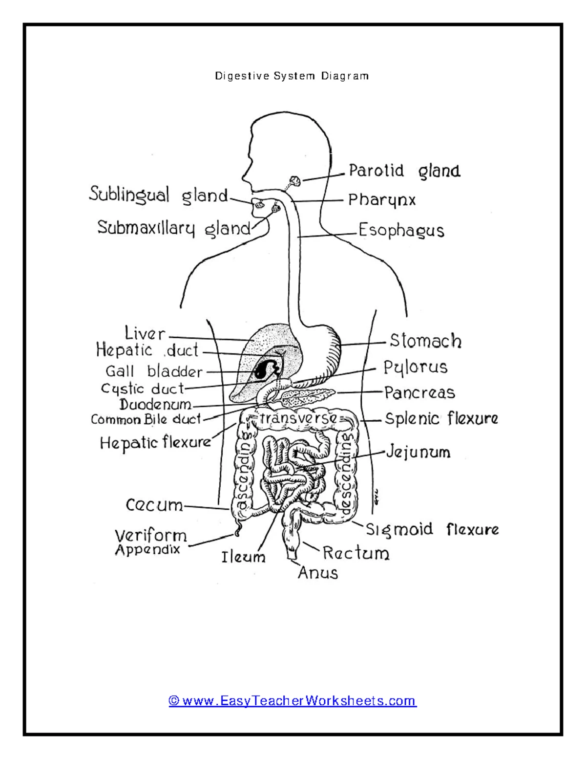 BIOL 2113 Comprehensive Study Guide for Final Exam Review - Studocu