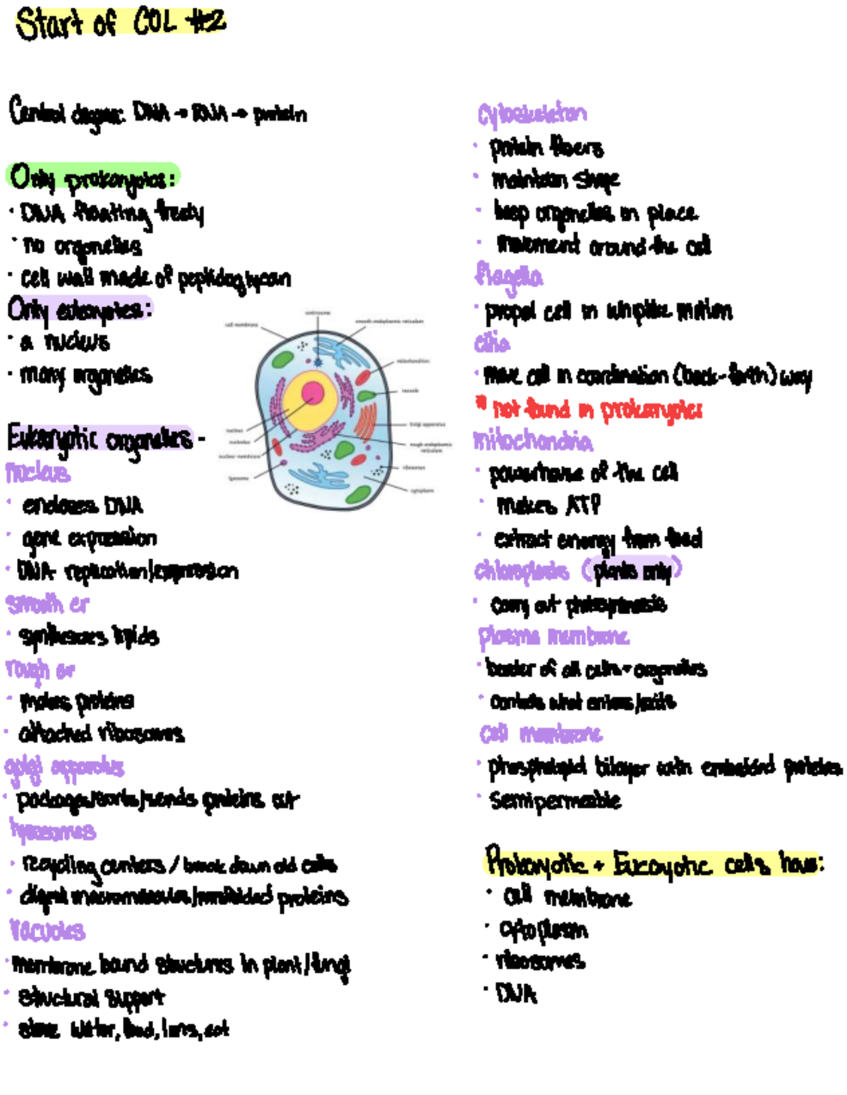 Cell Transport Mechanisms & Metabolism Overview - Bio 101 Notes - Studocu