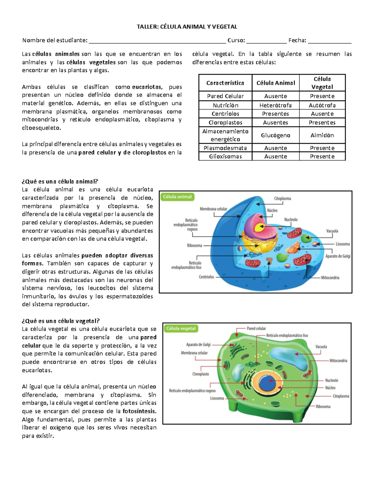Taller Celula animal y vegetal - TALLER: C.. ANIMAL Y VEGETAL Nombre ...