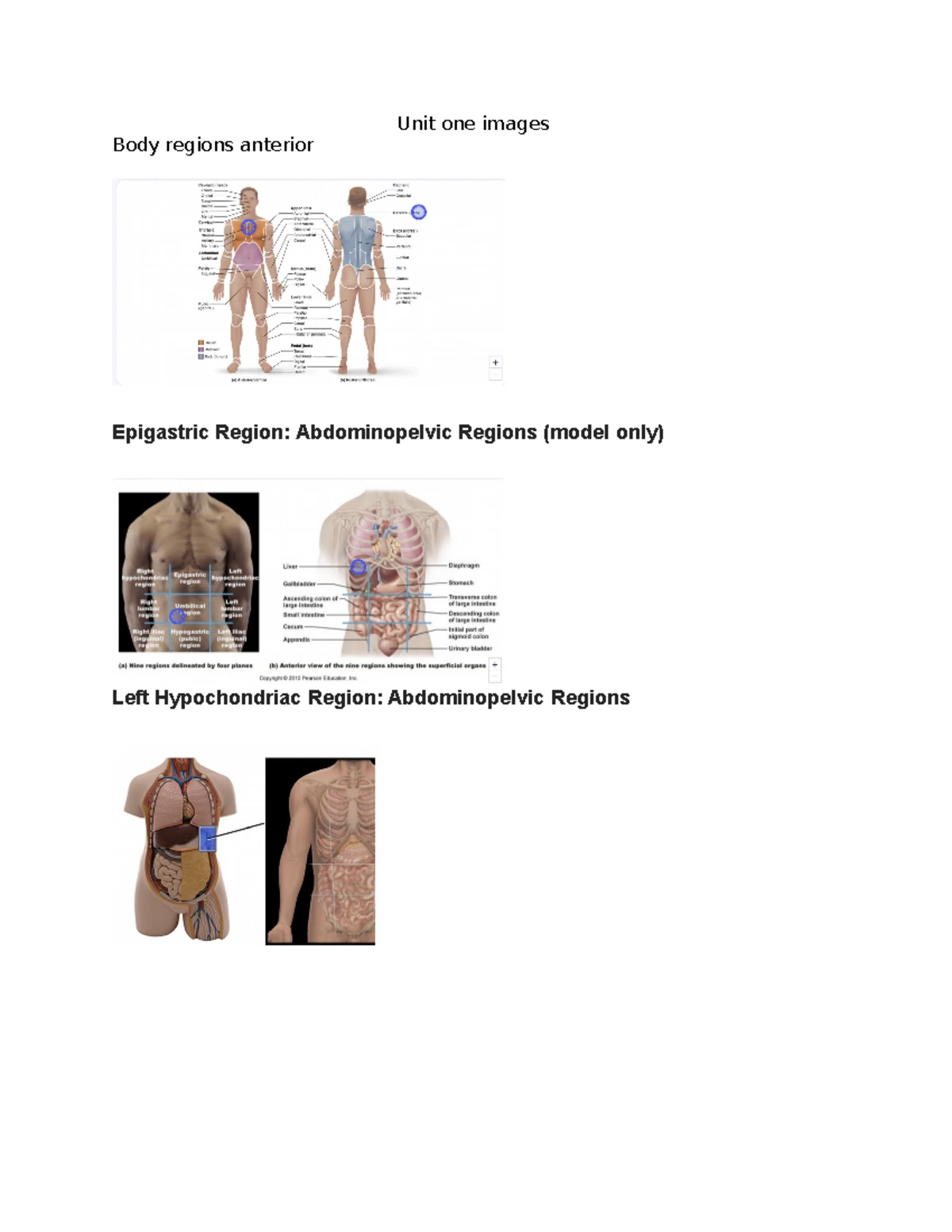 Understanding the 11 Organs Systems: Overview and Functions - Studocu