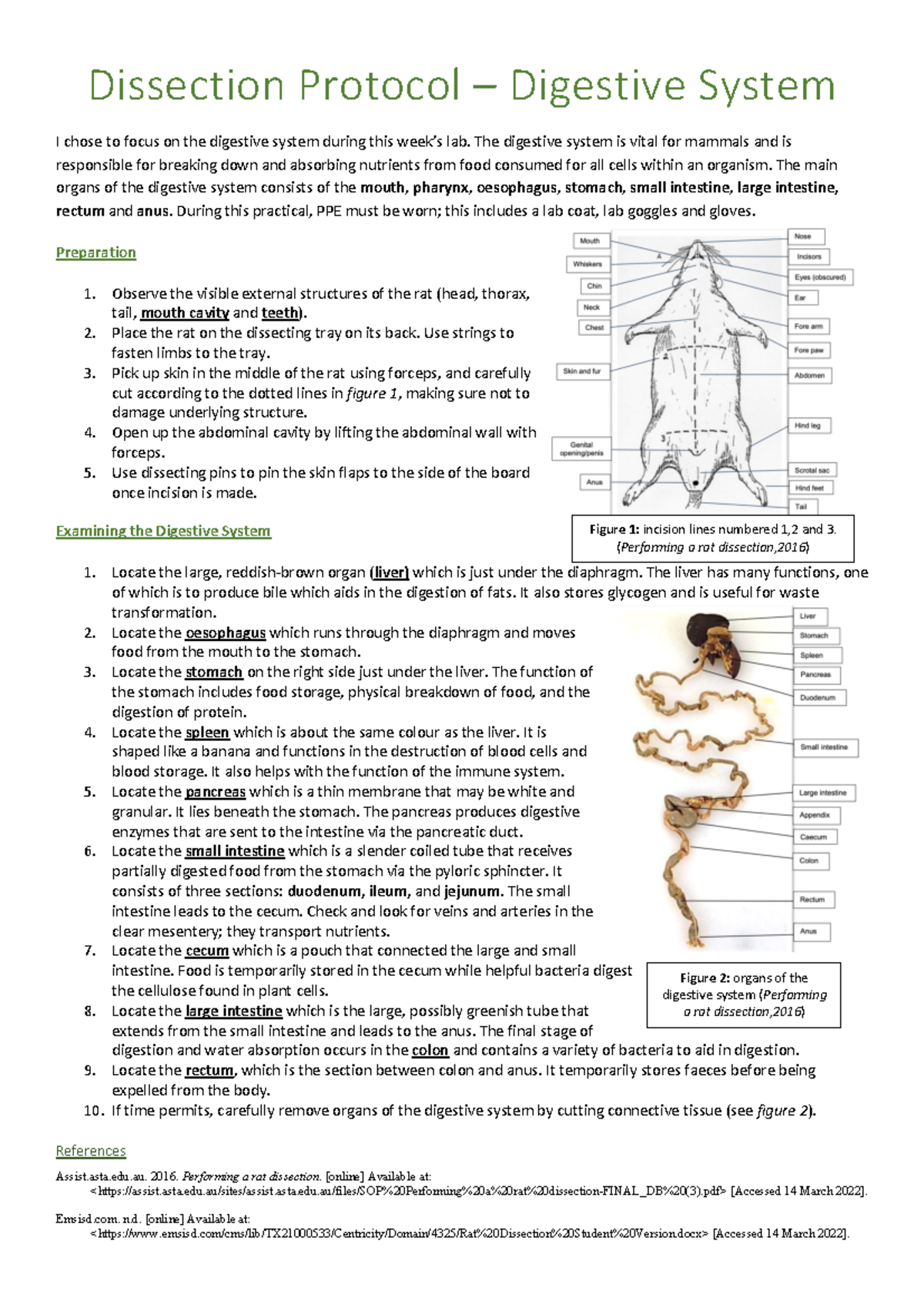 Dissection Protocol for Rat: Digestive System Study Guide - Studocu