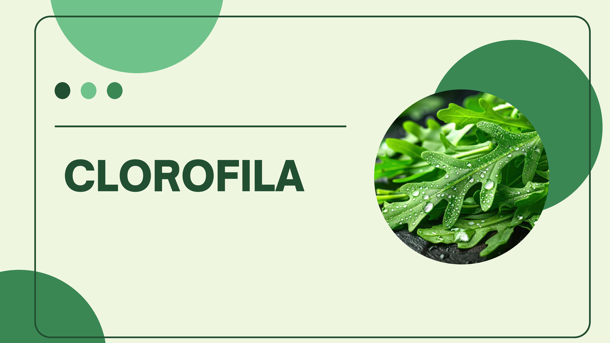 Clorofila - CLOROFILA ¿QUÉ ES LA CLOROFILA? Las clorofilas son una ...