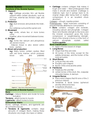 Anaphy - ANATOMY AND PHYSIOLOGY CHAPTER 1: THE HUMAN BODY Anatomy The ...