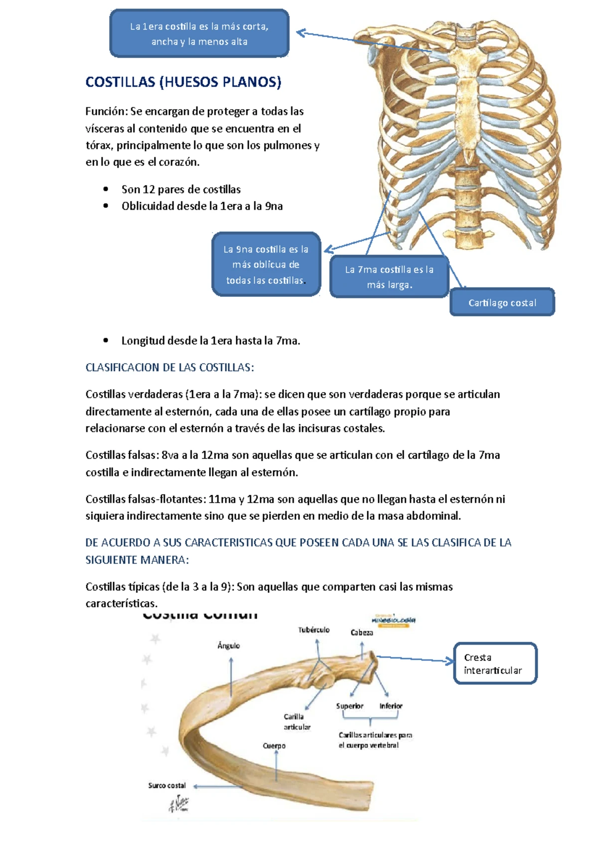 Radiología Normal del Cuello: Guía Completa para Exámenes Radiológicos ...