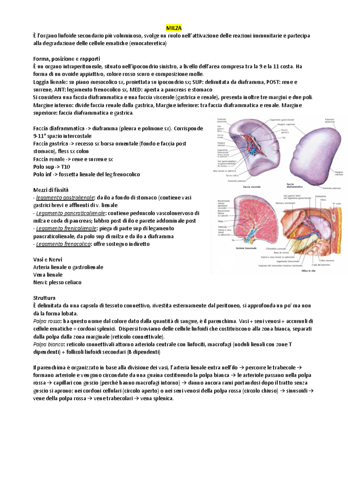 Struttura e Funzione della MILZA: Anatomia e Fisiologia Dettagliata ...