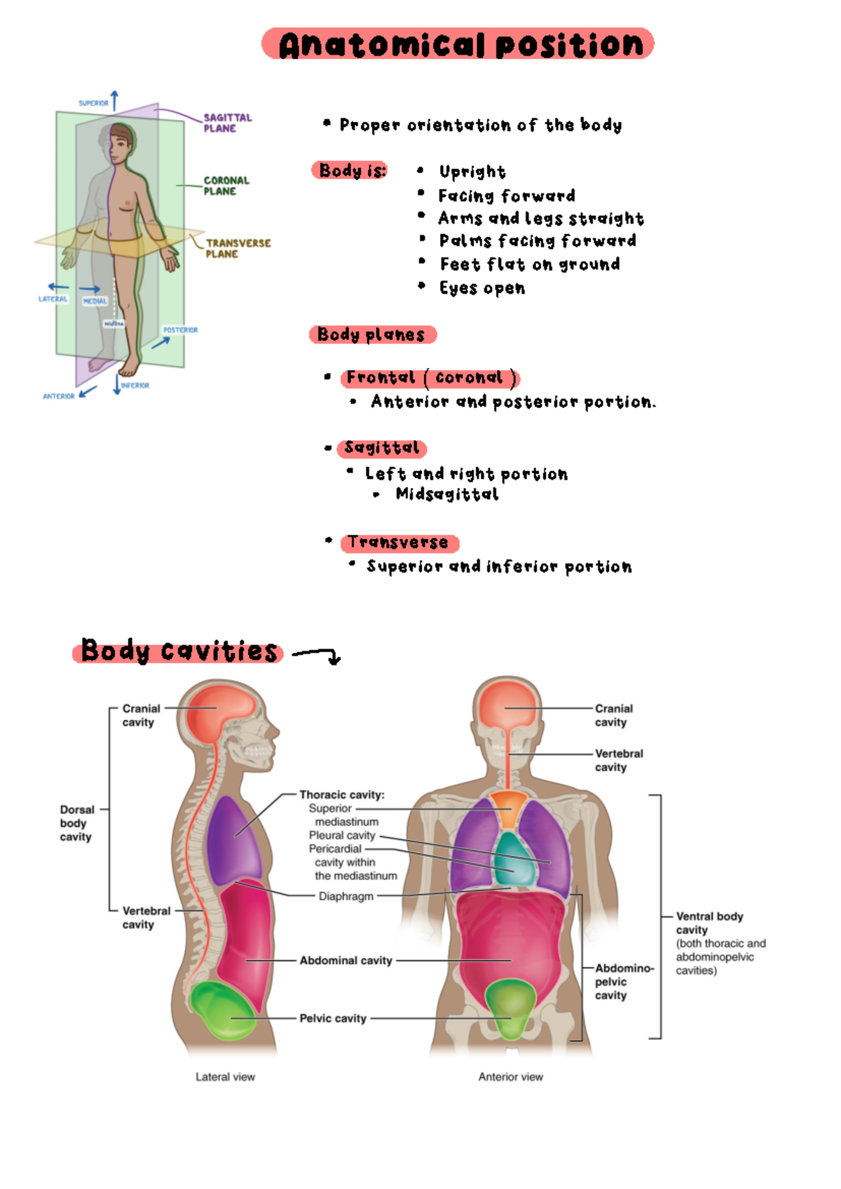 Anatomical Position & Body Orientation Notes for A&P 101 Class - Studocu