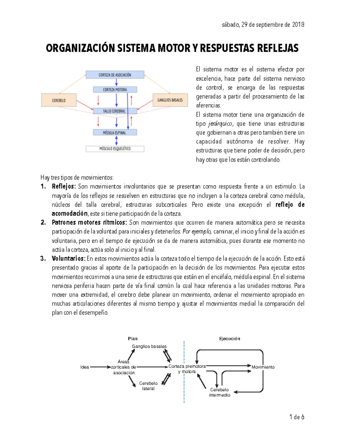 motoneuronas gamma - 1. ¿Qué son las motoneuronas gamma y de qué ...