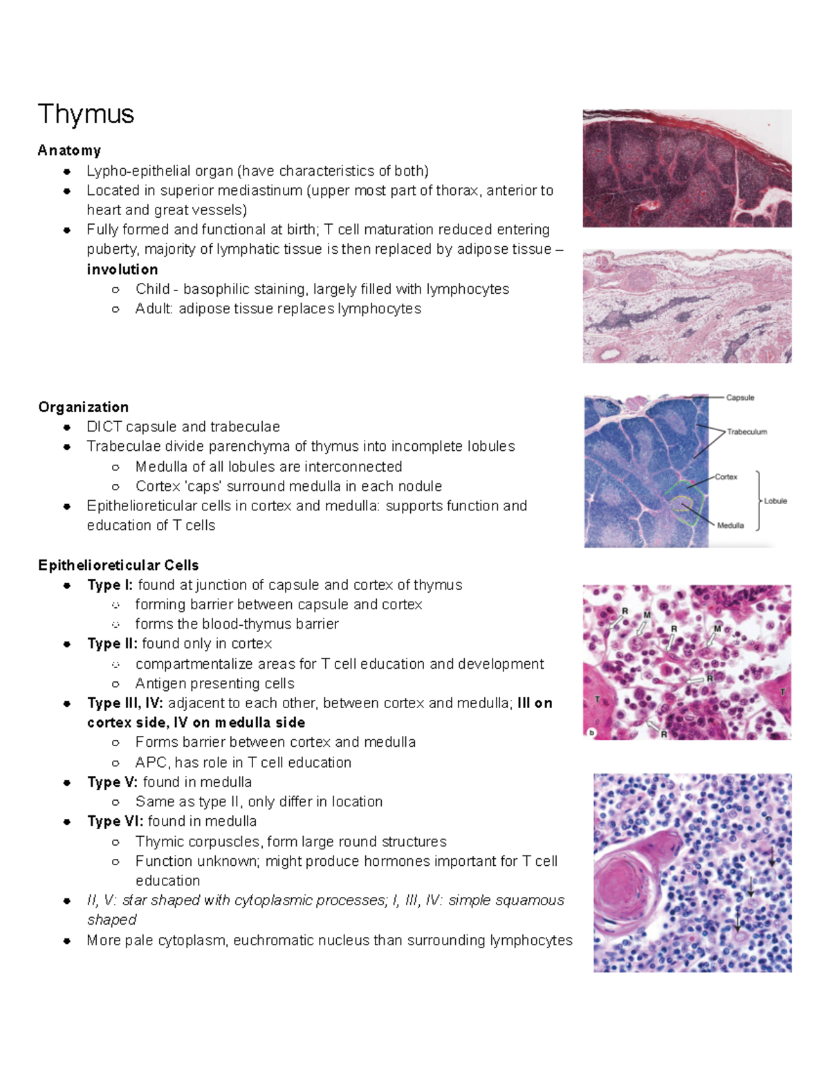 Thymus Anatomy and Function: Key Details and Cell Types Overview - Studocu