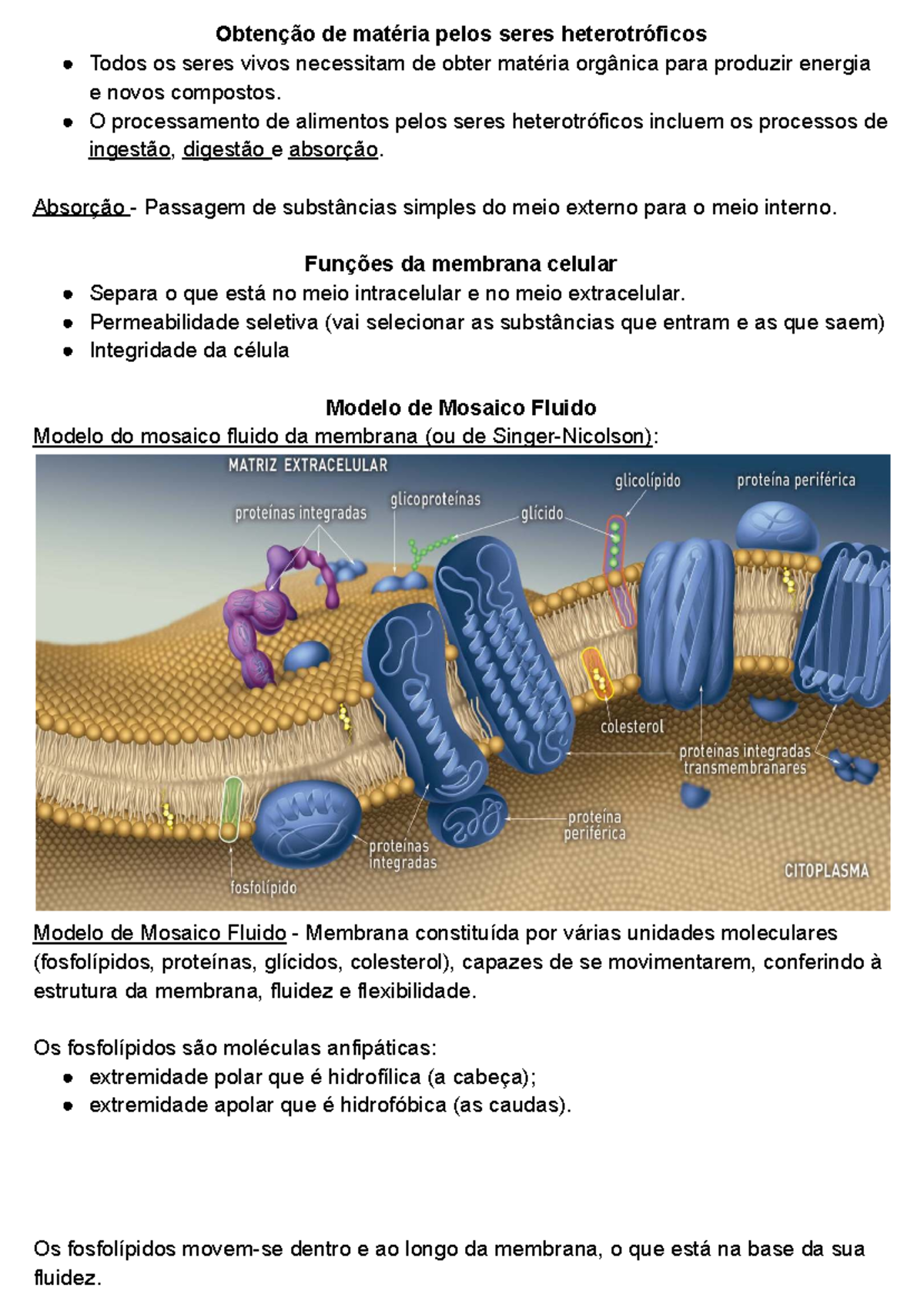 Obtenção de Matéria e Membranas Celulares em Seres Heterotróficos - Studocu