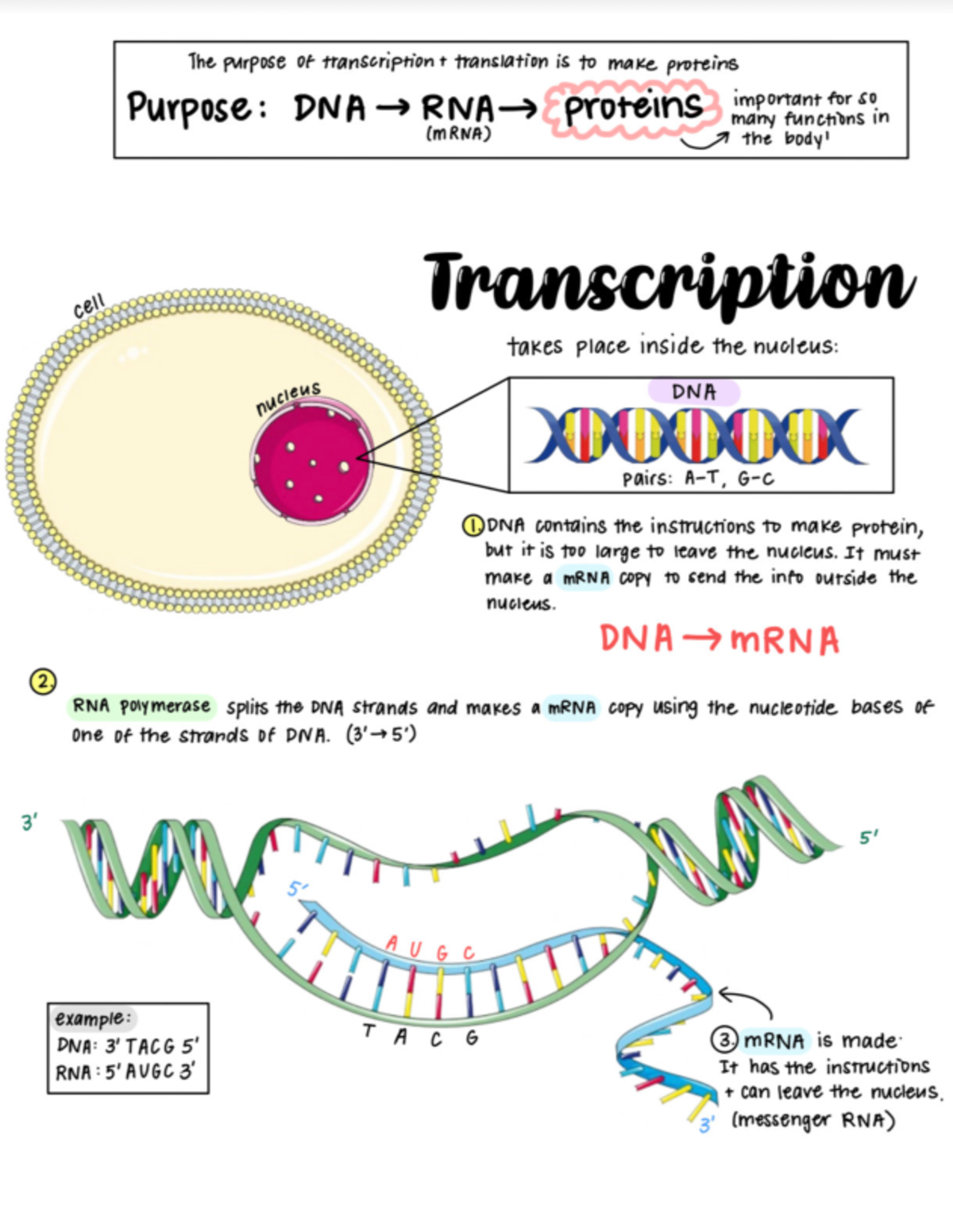 Transcription - Translation - The purpose of transcription translation ...