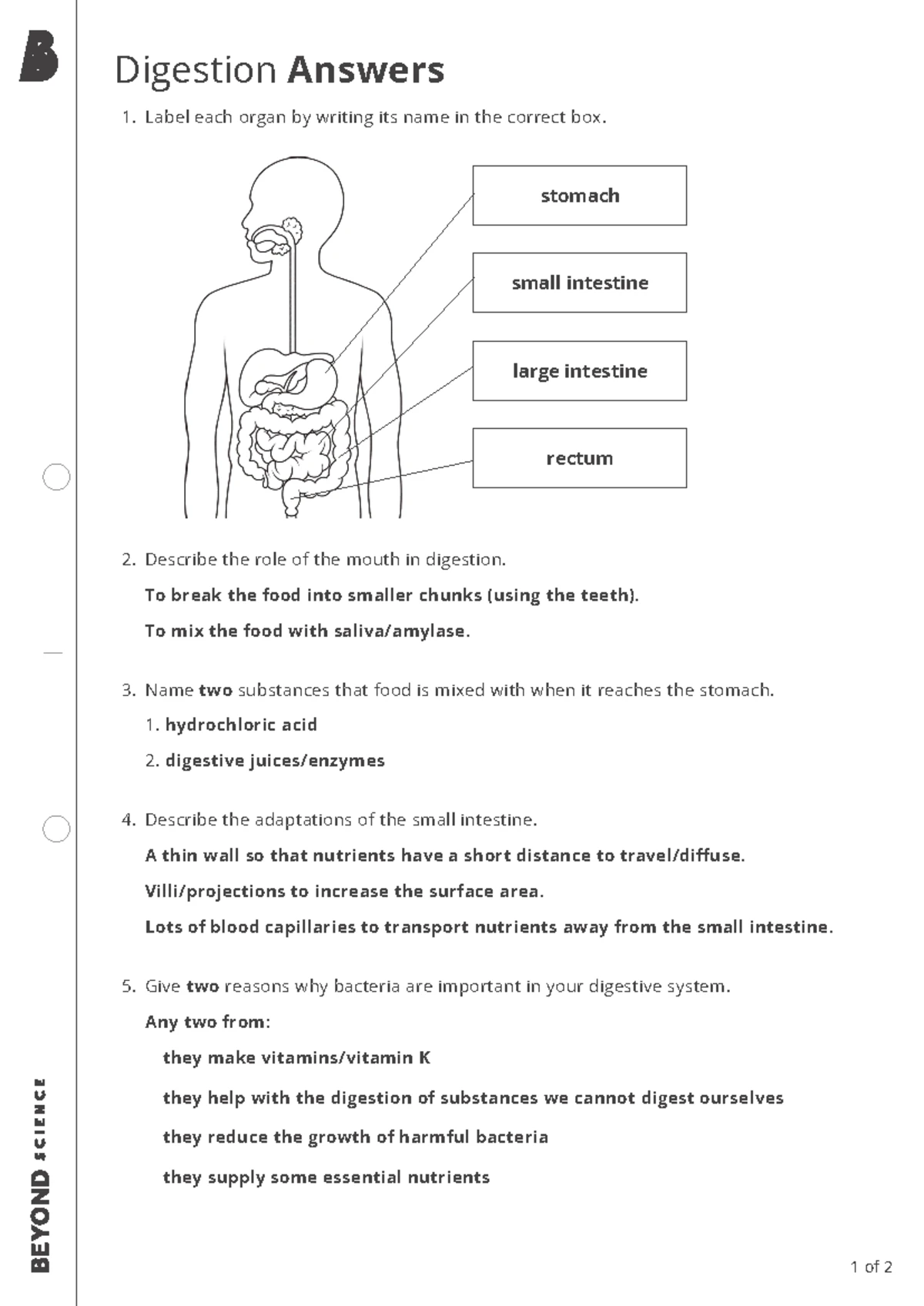Digestive System Worksheet: Organs, Functions, and Importance - Studocu