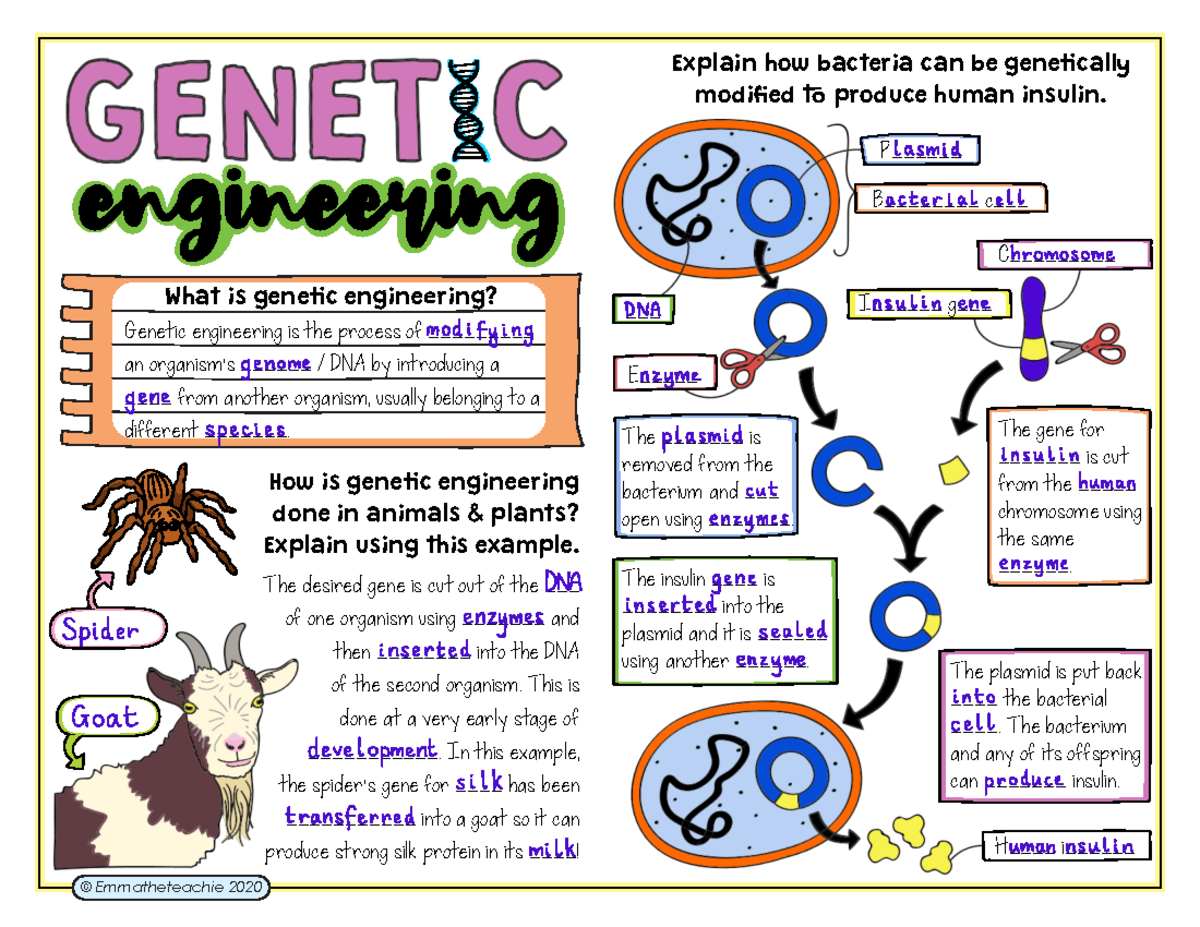 Genetic Engineering Sketch Notes KEY - © Emmatheteachie 2020 Wha s g n ...