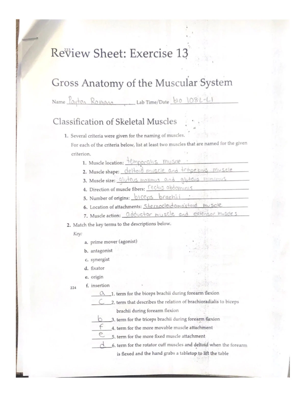 Anatomy of the heart exercise 30 review sheet - EXERCISE 30 REVIEW ...