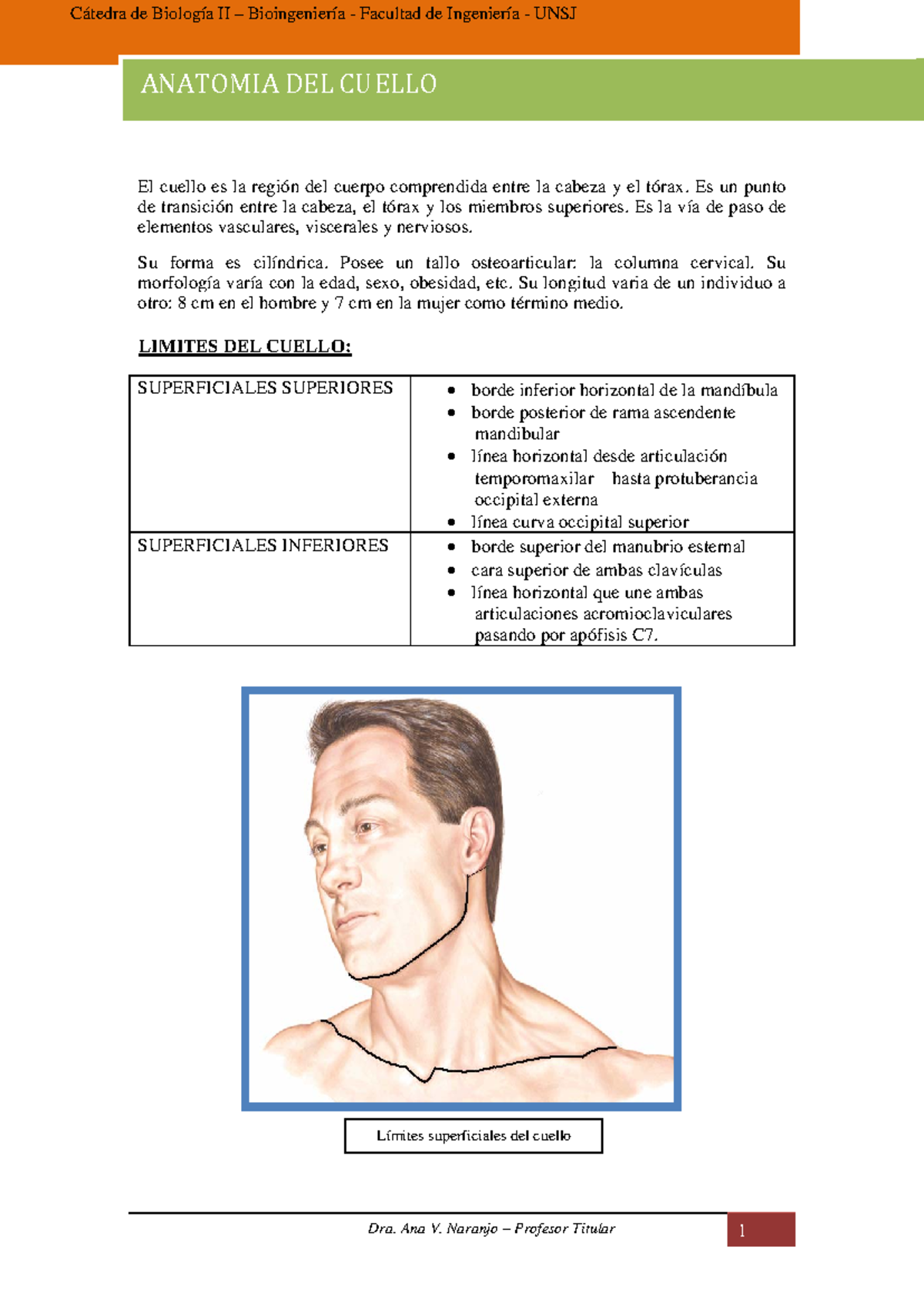 Anatomía del Cuello: Límites, Regiones y Musculatura Detallada - Studocu