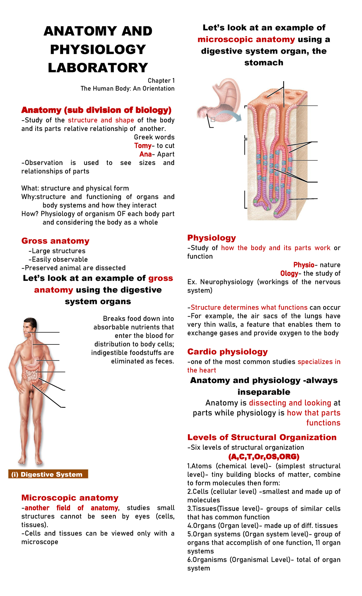 Anatomy AND Physiology Laboratory - (i) Digestive System ANATOMY AND ...