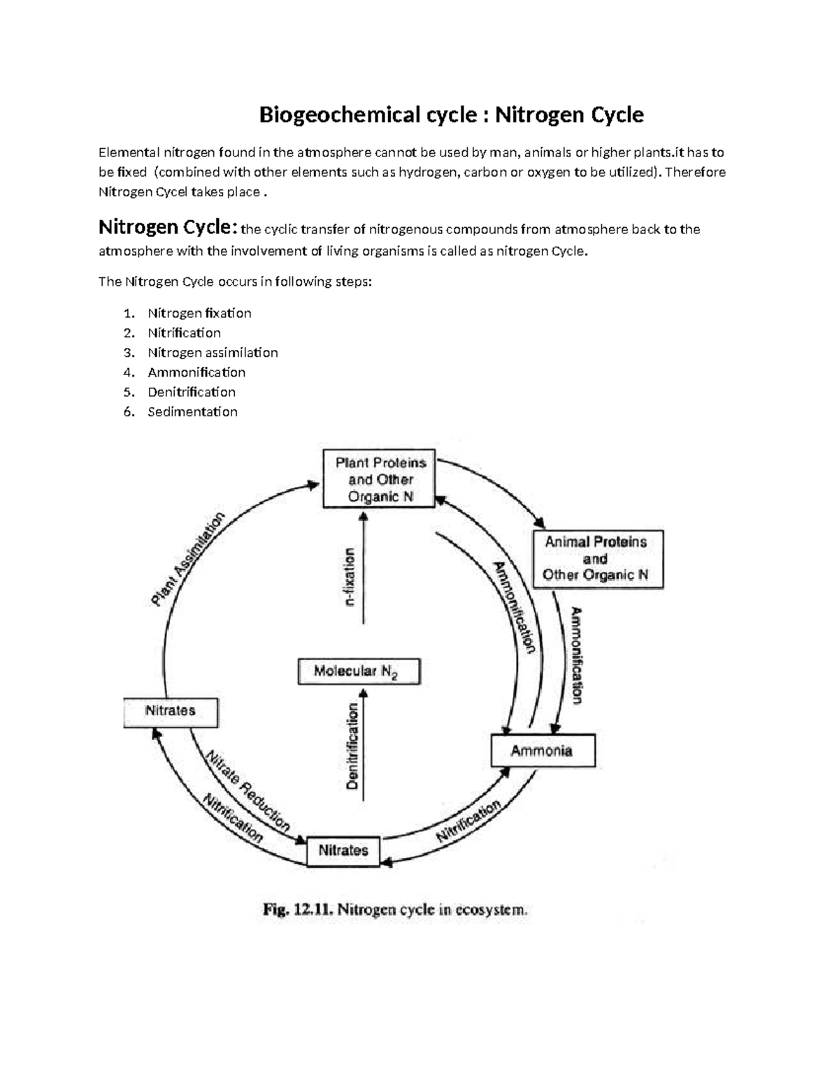 Biogeochemical Cycle: Understanding the Nitrogen Cycle (Biology XI ...