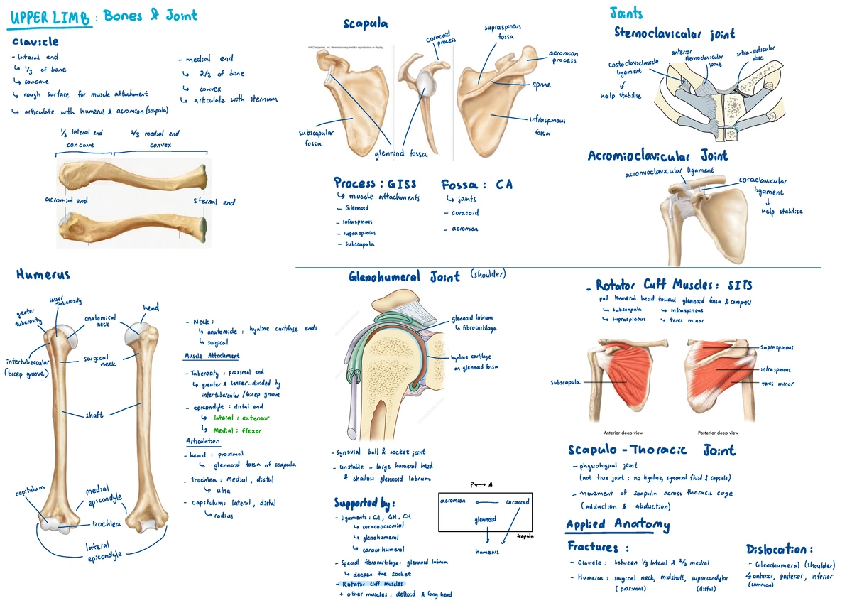Upper Limb Anatomy: Bones, Joints & Muscles Overview (ANAT 101) - Studocu