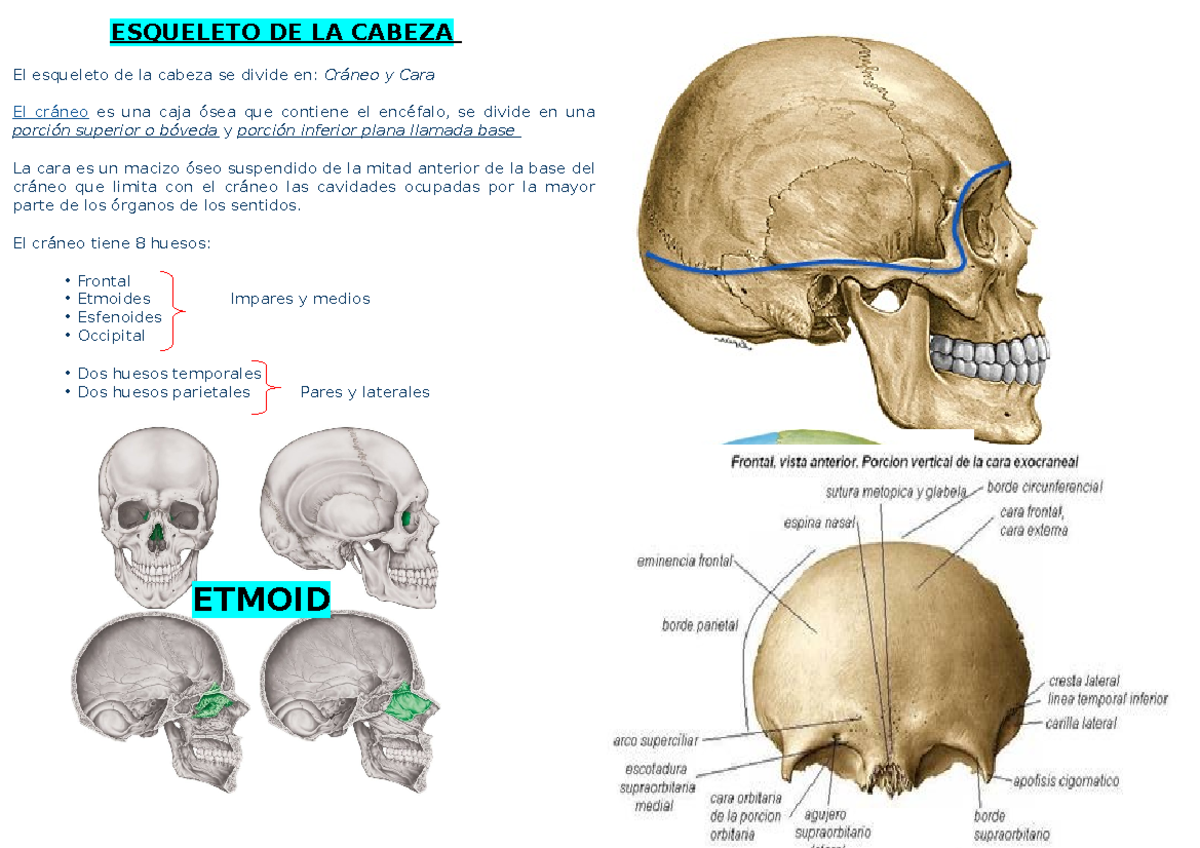 Cabeza y Cuello - Resumen anatomia 1 rouvier - ESQUELETO DE LA CABEZA ...