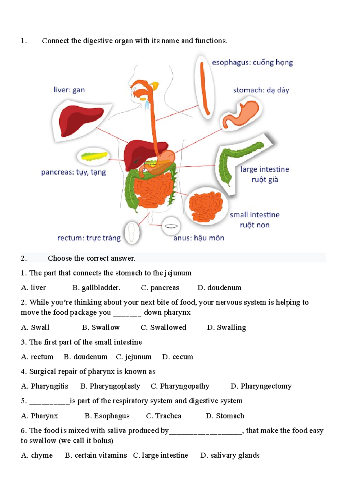 Digestive System Quiz: Connect Organs, Names & Functions - Studocu