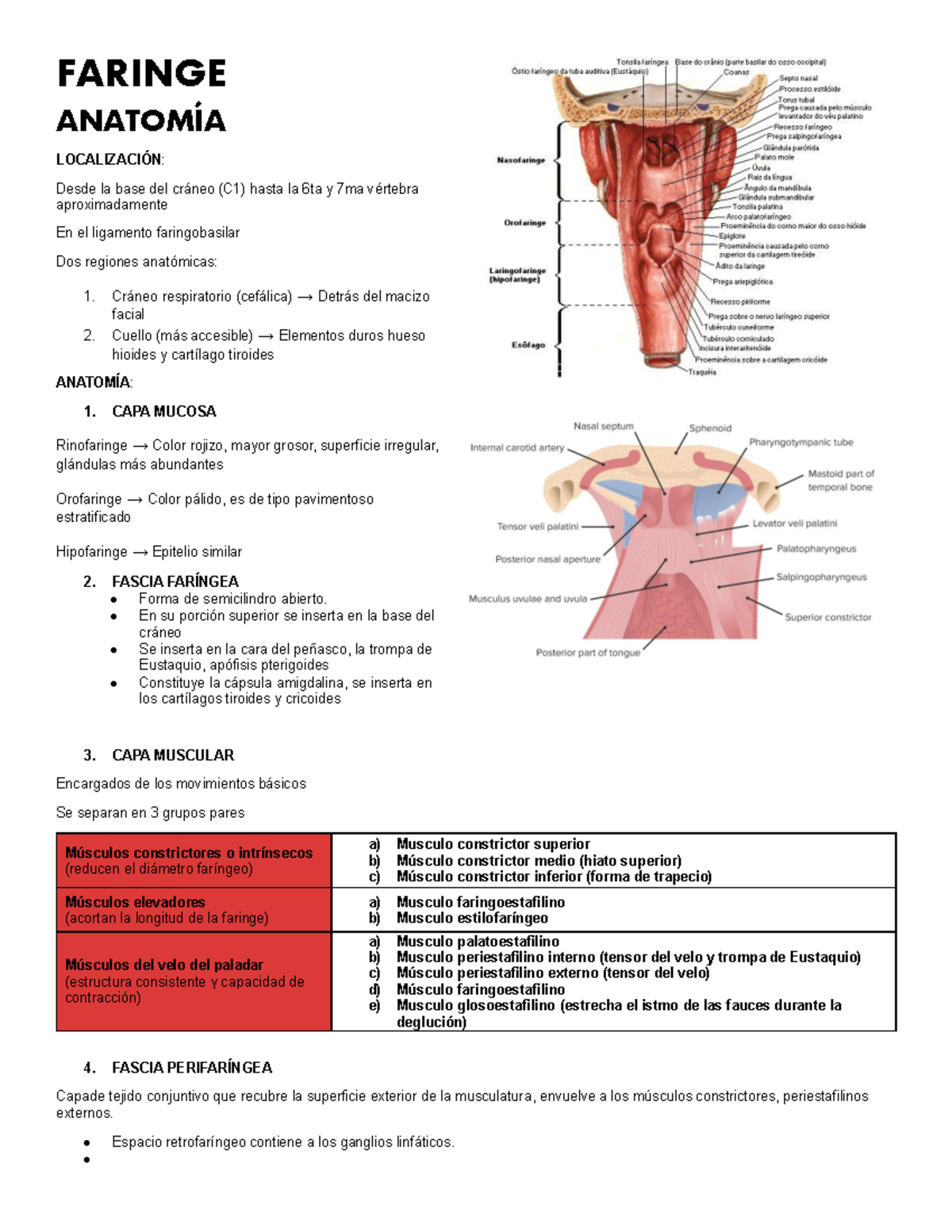 Anatomía y Fisiología de la Faringe y Laringe (ANT 101) - Studocu