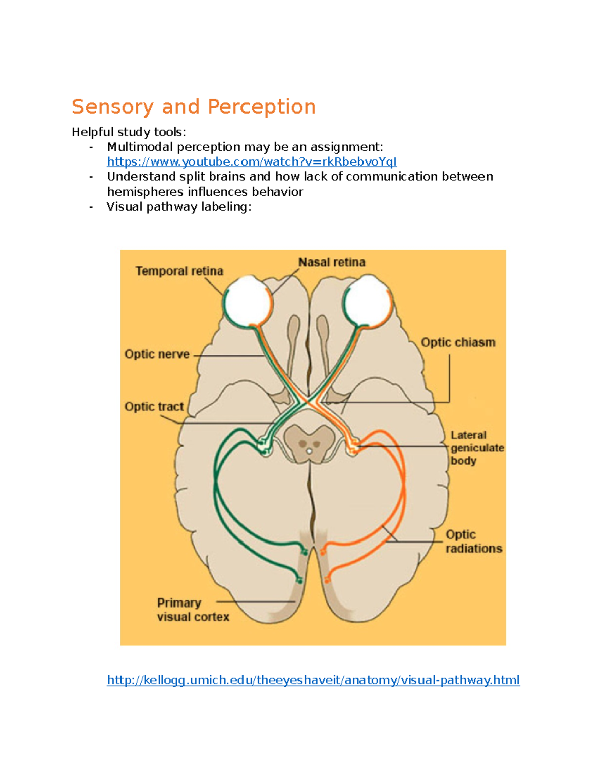 Sensory and Perception 363: Comprehensive Study Guide with Key Concepts ...