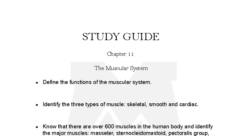 Chapter 11 Study Guide: The Muscular System Functions & Muscles - Studocu