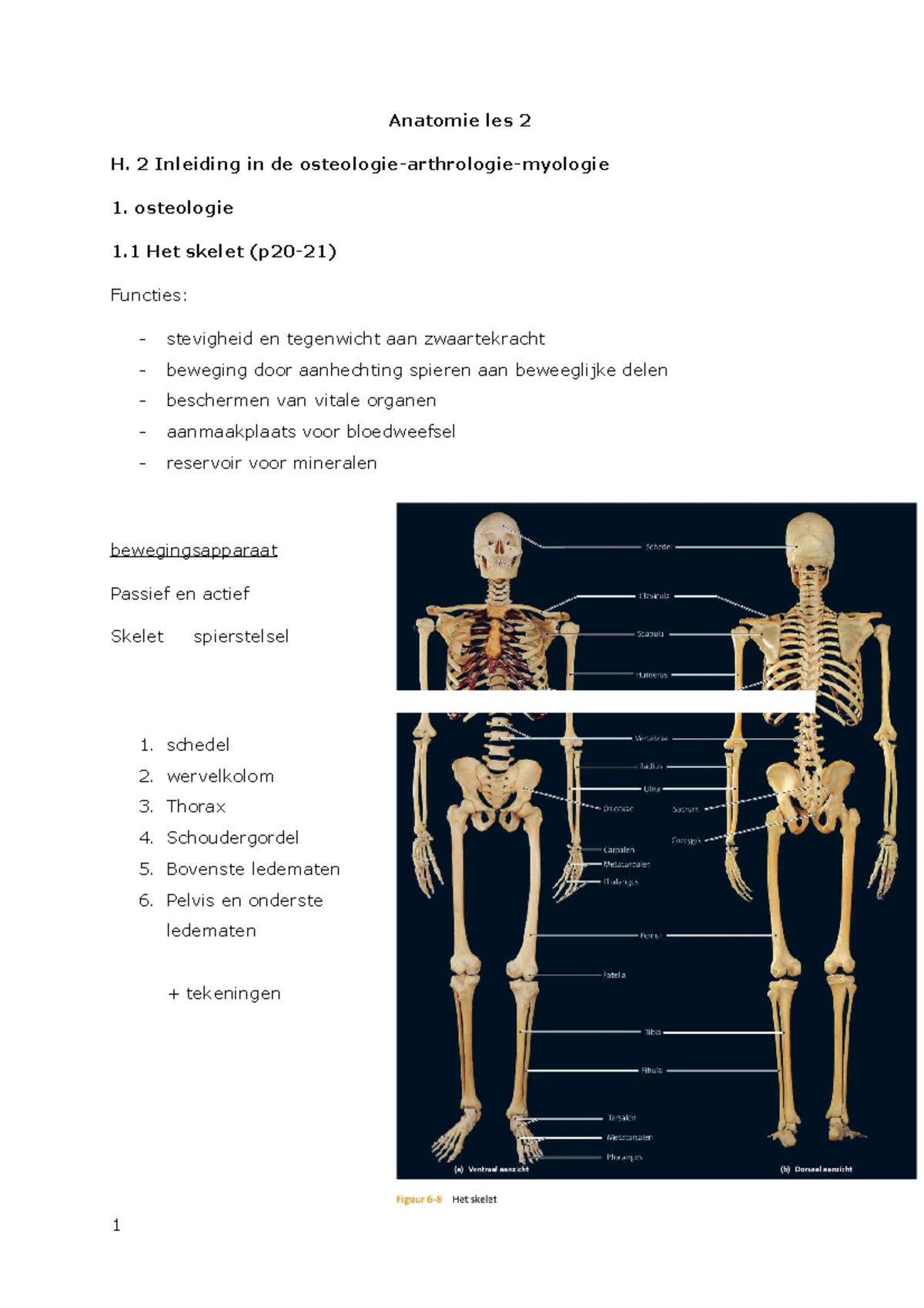 Anatomie Skelet: Inleiding en Structuur van Botverbindingen en Functies ...