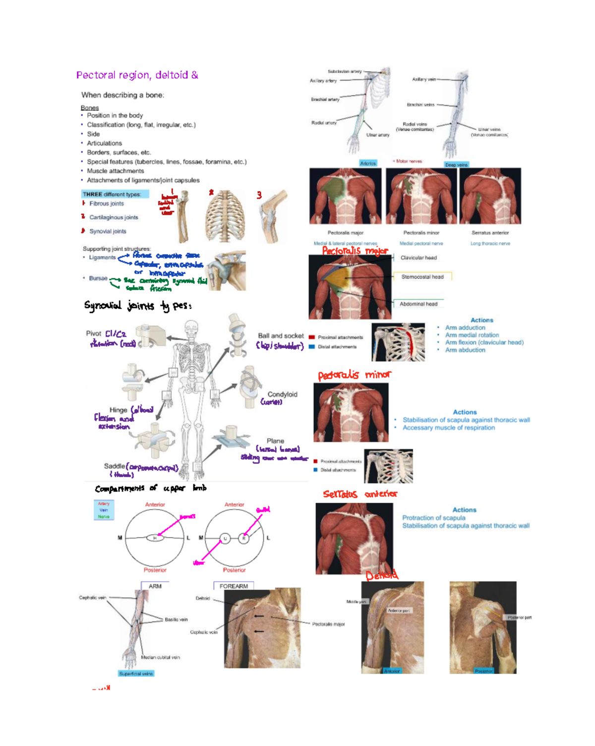 Upper Limbs - Anatomy Lecture Notes for End-of-Year Test - Studocu