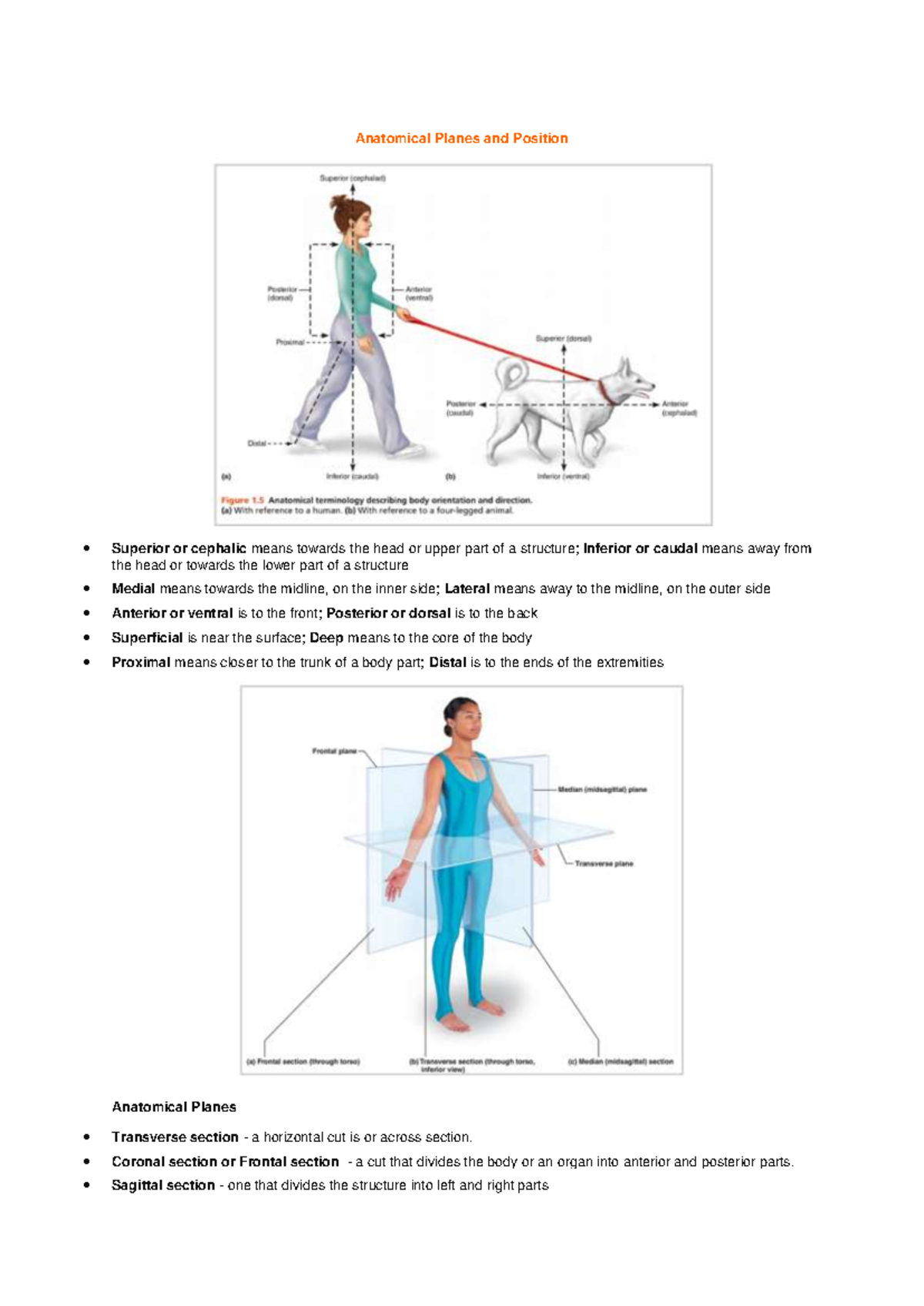 Physio-lab - Anatomical Planes and Body Hierarchy Notes - Studocu