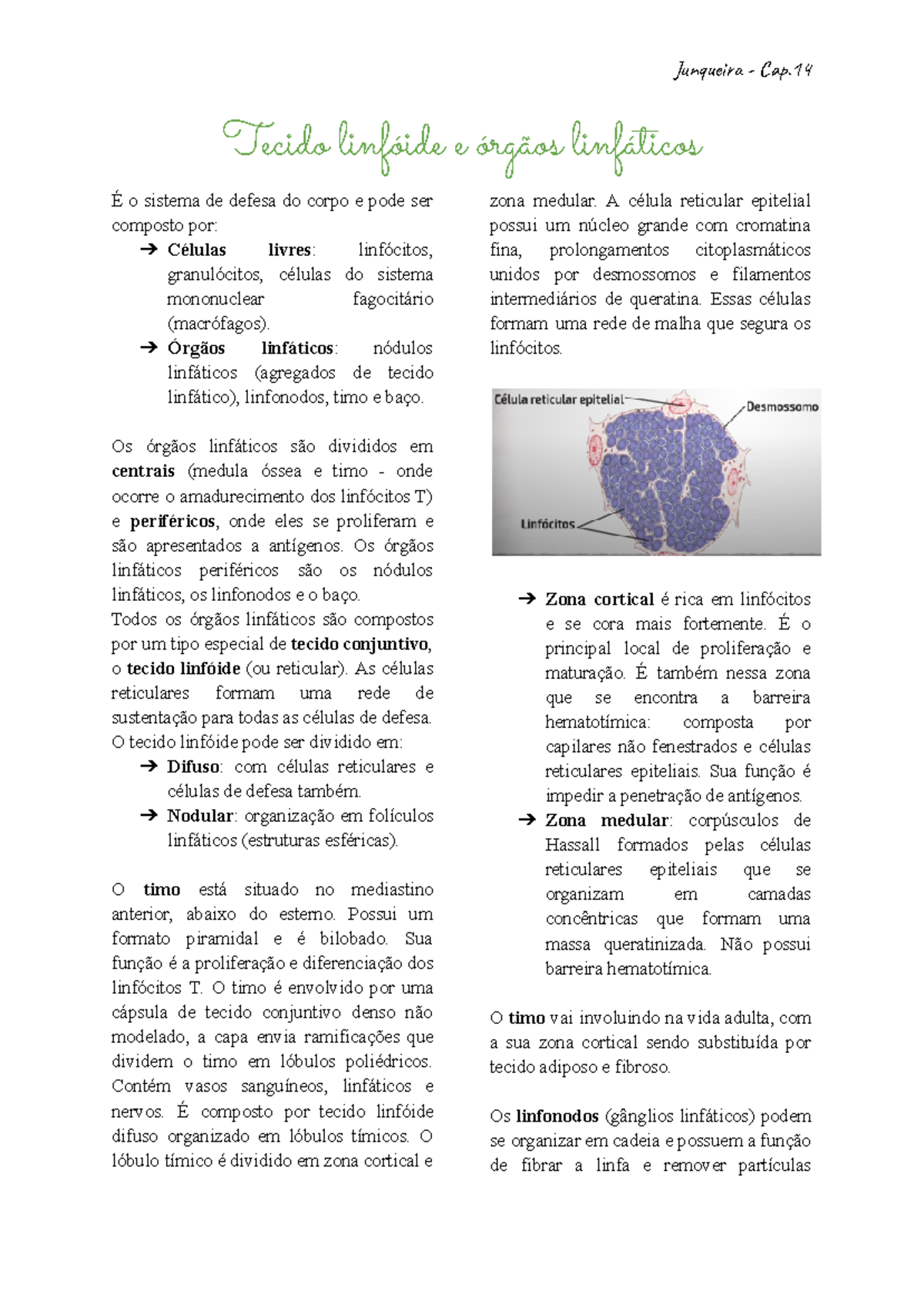 Tecido linfóide e órgãos linfáticos - Histologia - Jun i - Cap. Tecido ...