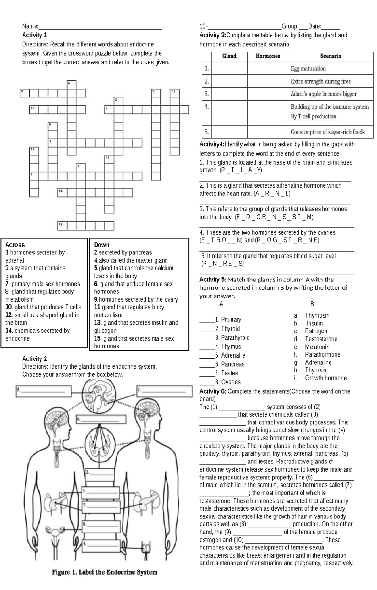 Endocrine System Activities: Crossword & Gland Identification - Studocu