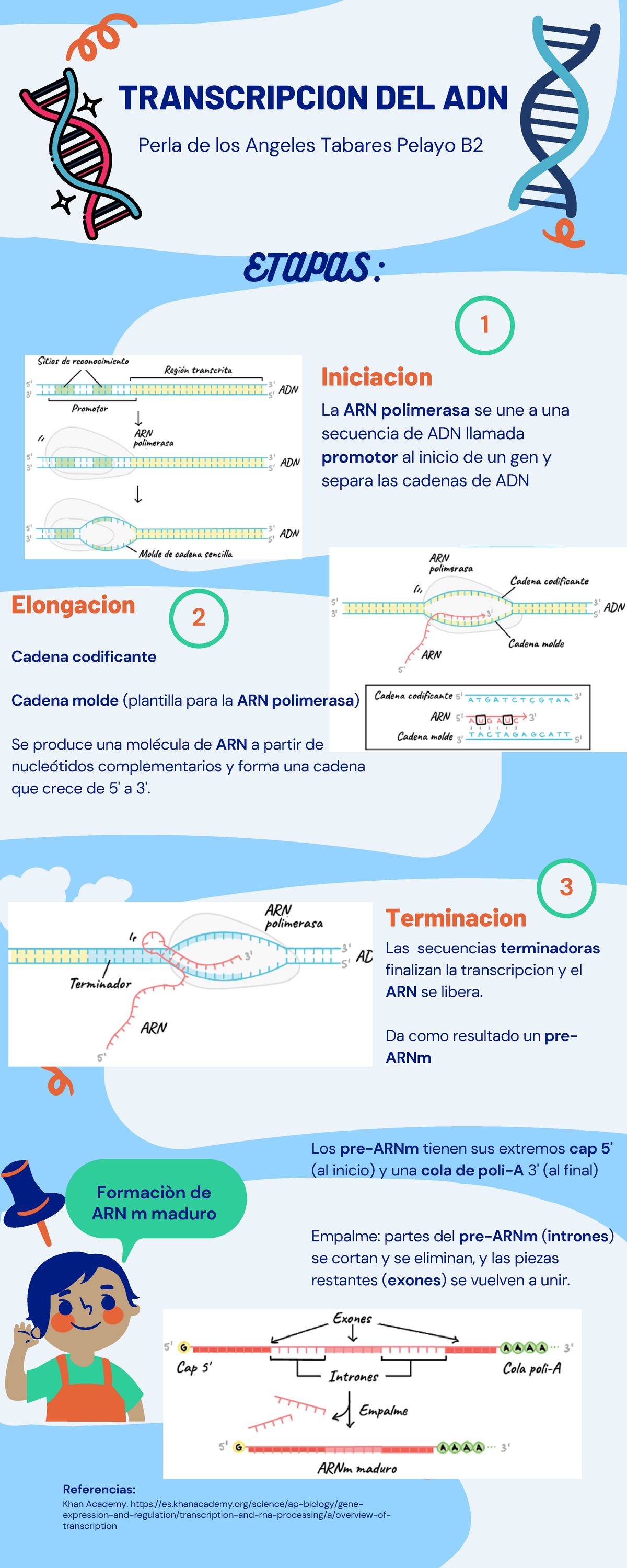 Transcripcion del adn - infografia - 1 2 3 Formaciòn de ARN m maduro Los pre-ARNm tienen sus ...
