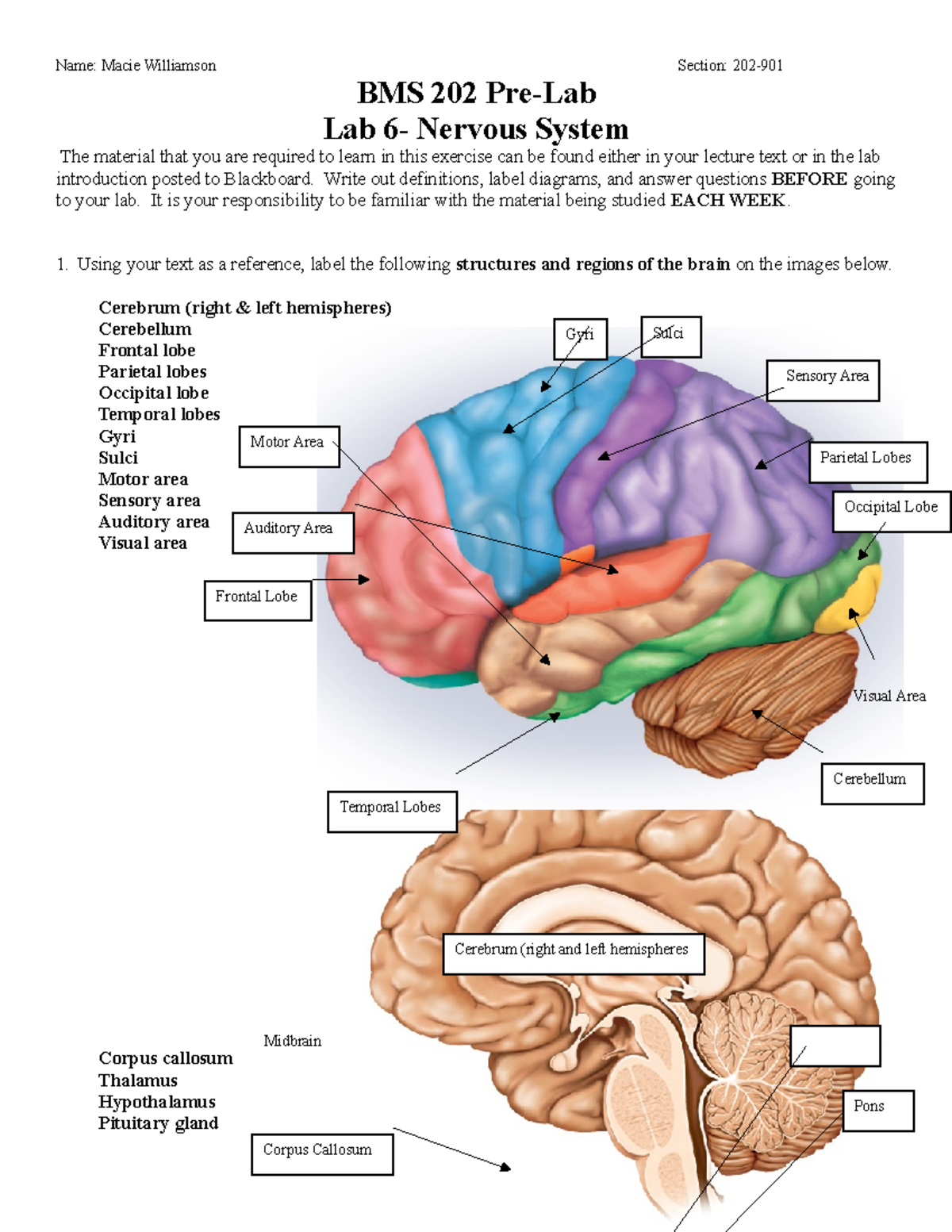 BMS 202 Pre-Lab: Nervous System Lab #6 Preparation Notes - Studocu