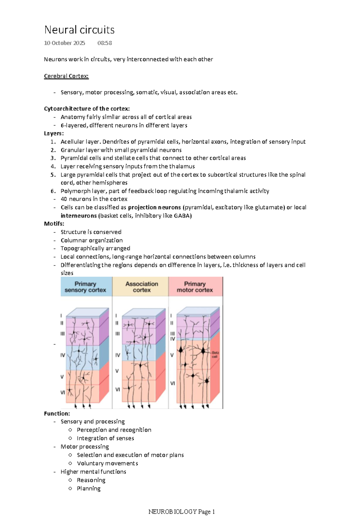 Neural Circuits: Overview of Cerebral Cortex & Cerebellum Functions ...
