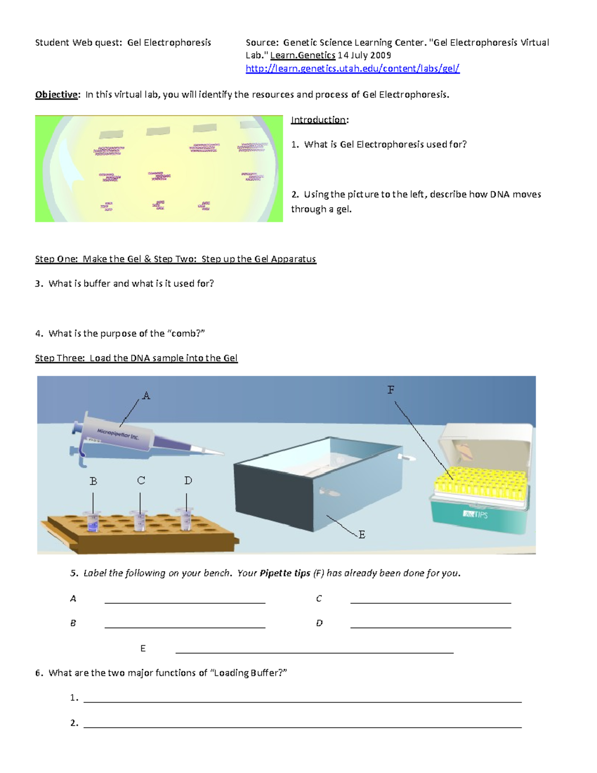 Genetics 101: Gel Electrophoresis Lab Worksheet - Studocu