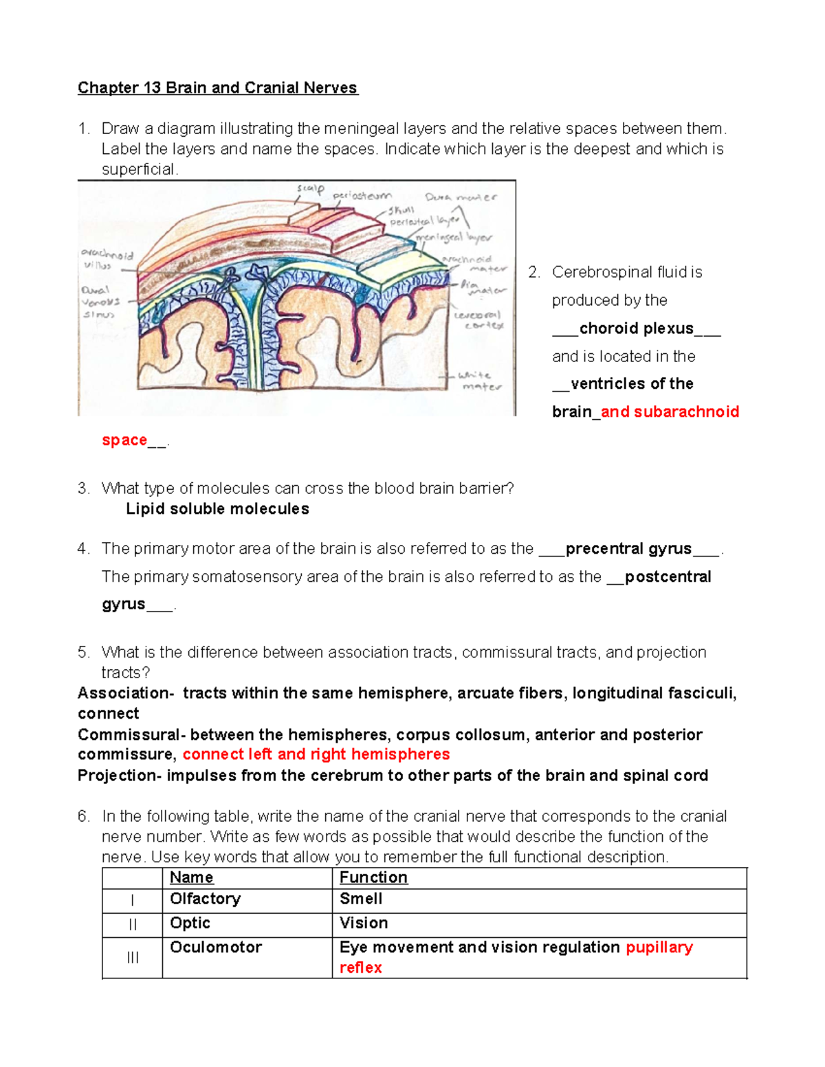 Chapter 13: Brain and Cranial Nerves Overview and Functions - Chapter ...