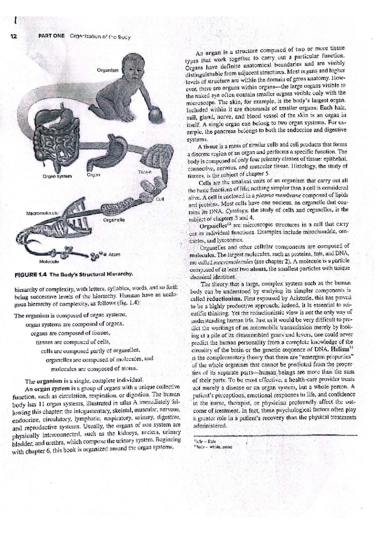 ANA 201 Lecture Notes: Organization of the Body and Anatomy Themes ...