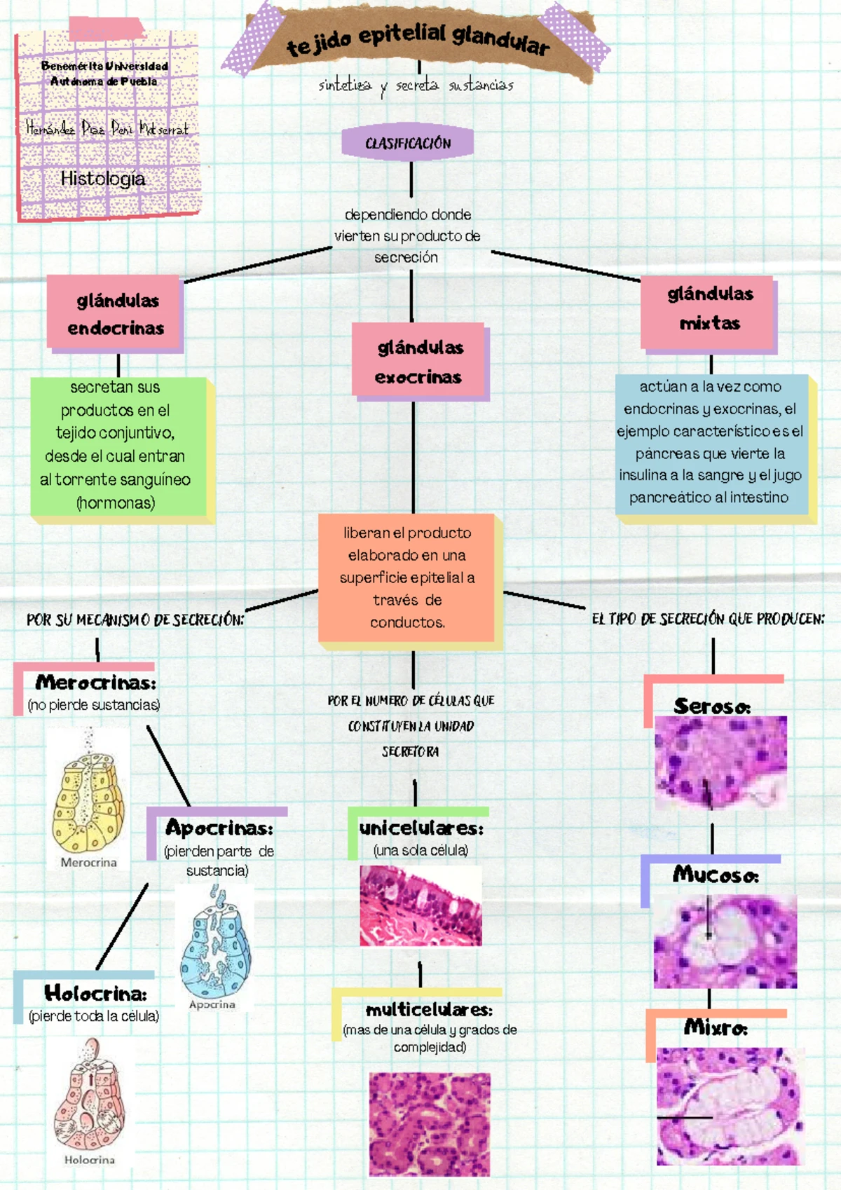 Neumocitos I y II: Estructura y Funciones en Alvéolos Pulmonares - Studocu