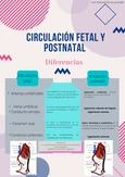 Resumen del Desarrollo del Sistema Renal: Pronefros, Mesonefros y ...