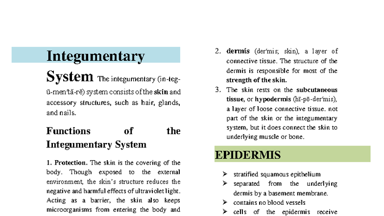 Integumentary System - Comprehensive Study Notes - Studocu