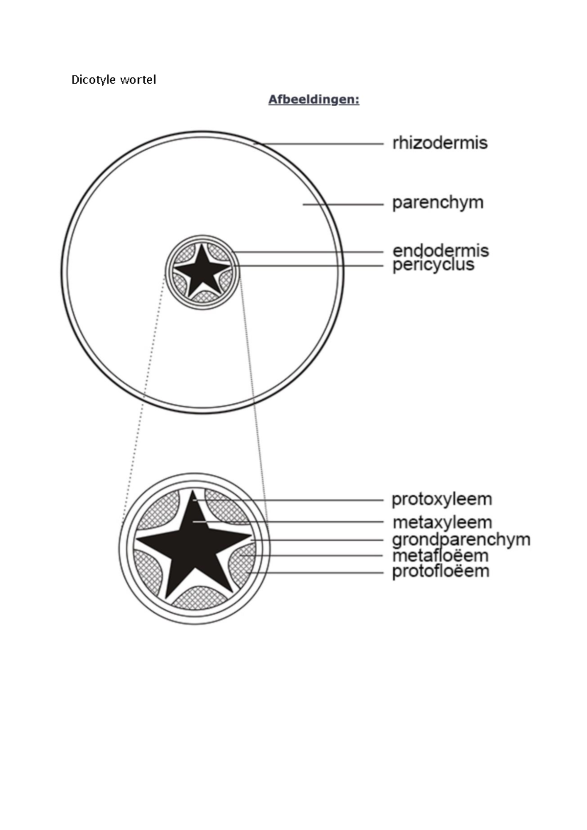 Practicum Examen: Dicotyle en Monocotyle Structuren - Studocu