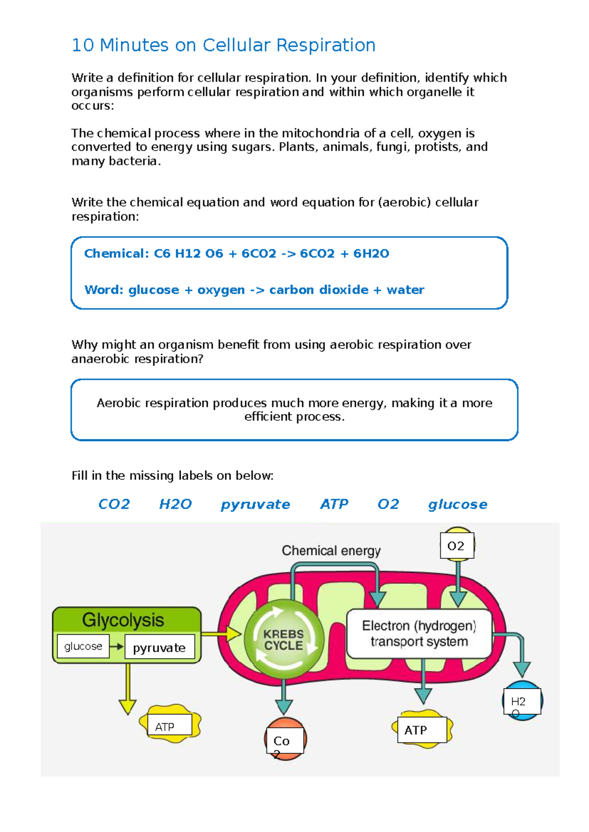 10-Minute Summary on Cellular Respiration (Bio 101) - Studocu