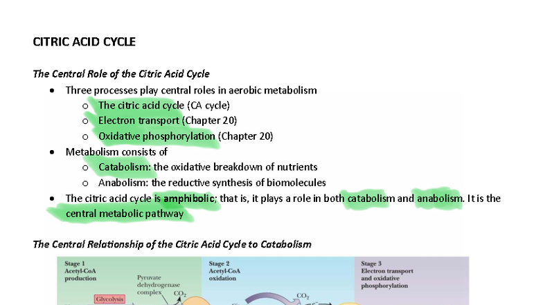 CIT 101: Citric Acid Cycle - Key Processes in Metabolism - Studocu
