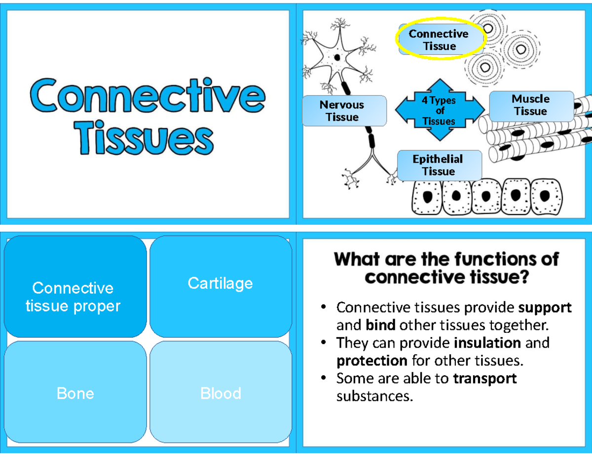 Types of Connective Tissues: Structure, Function & Examples - Studocu