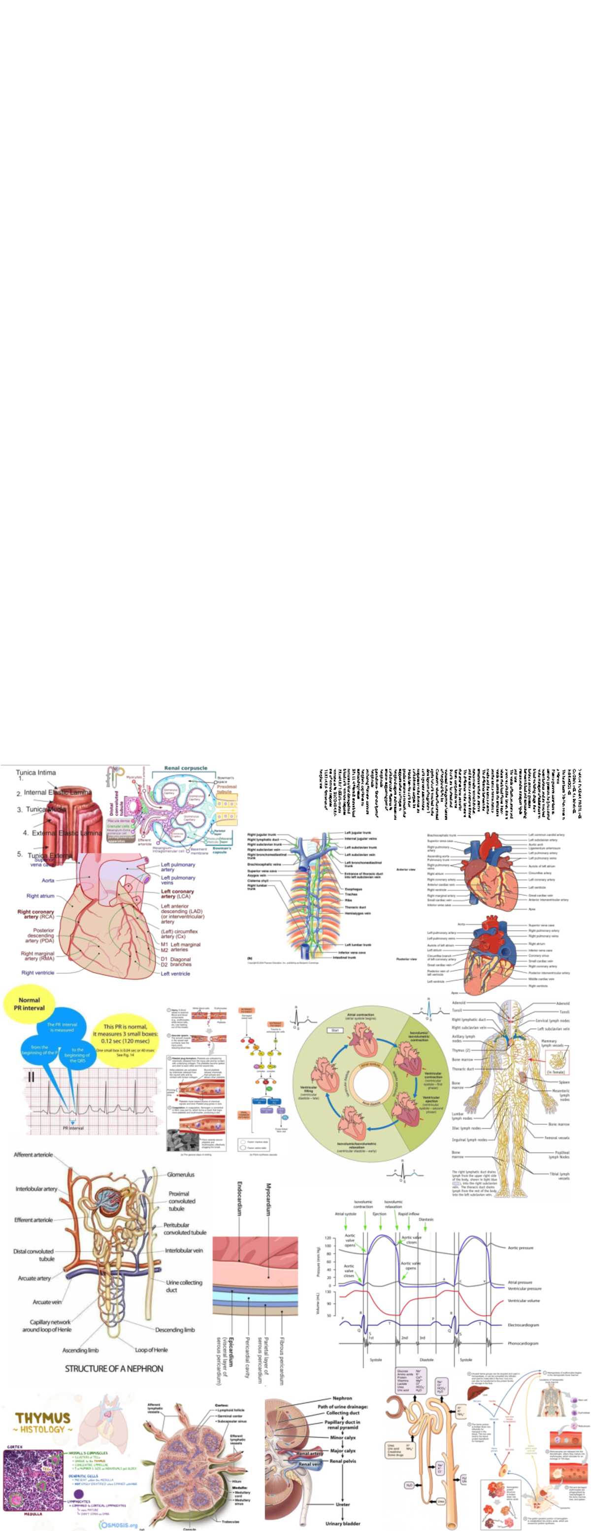 709686871 Anatomy and Physiology Science Olympiad 2024 Cheat Sheet ...