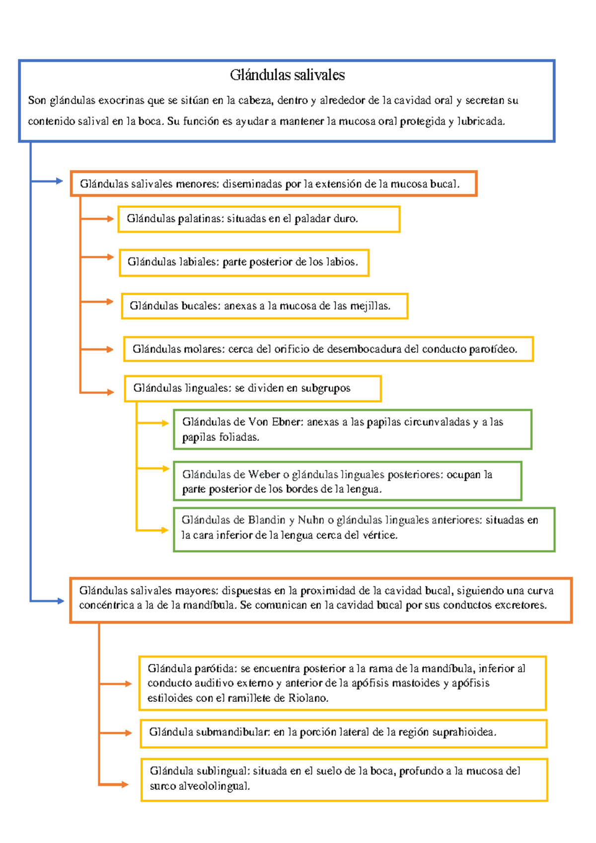 Glándulas Salivales: Anatomía y Función en la Cavidad Oral - Studocu