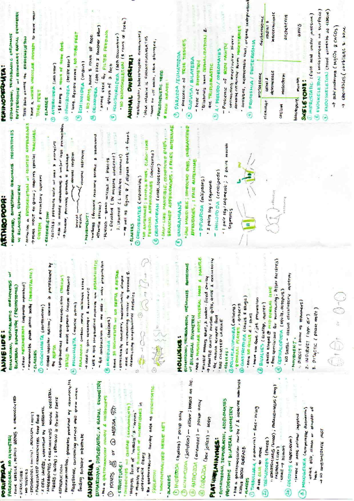 Bio113: Animal Diversity Cheat Sheet - Porifera to Echinodermata - Studocu