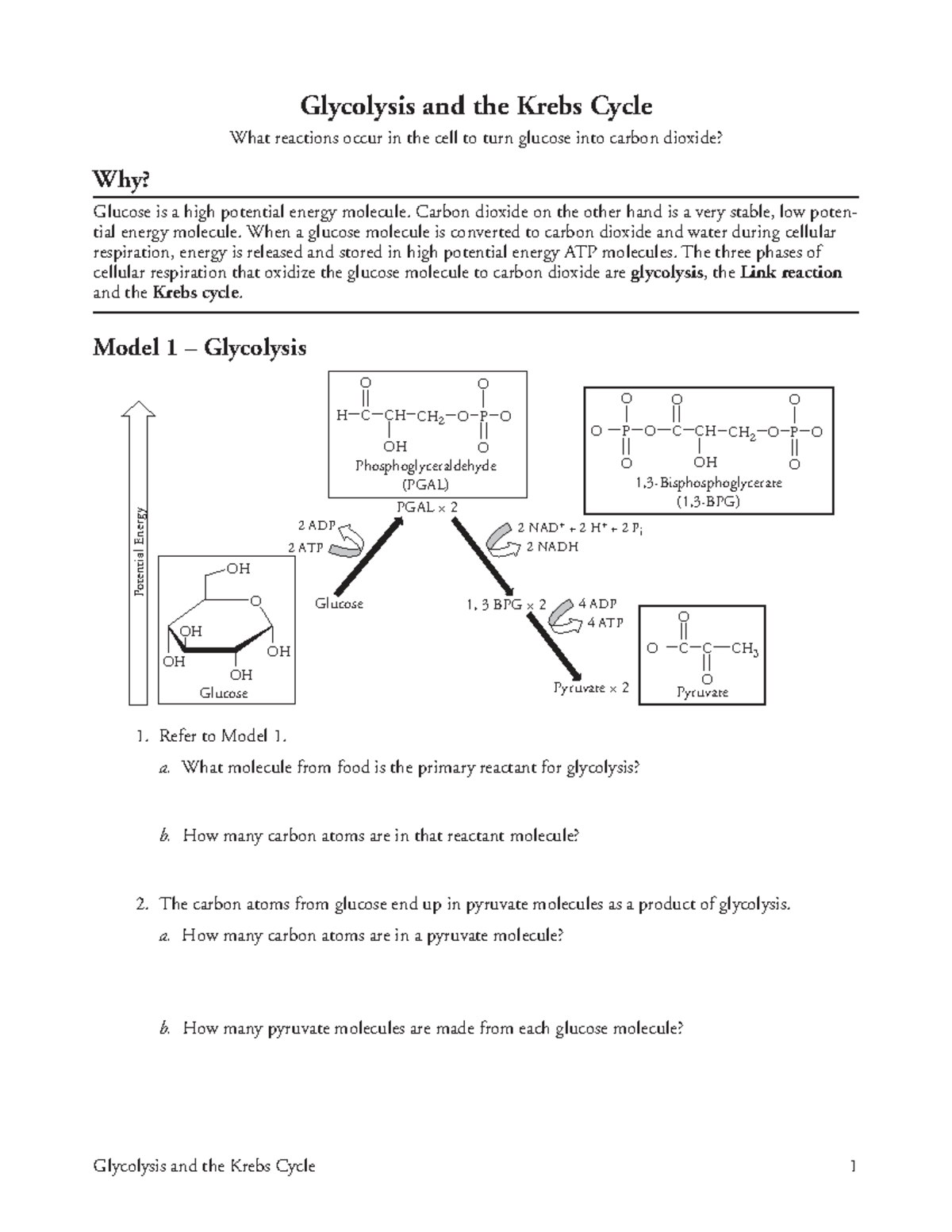 Glycolysis and Krebs Cycle Study Notes for AP Bio (Course Code: APB-301 ...