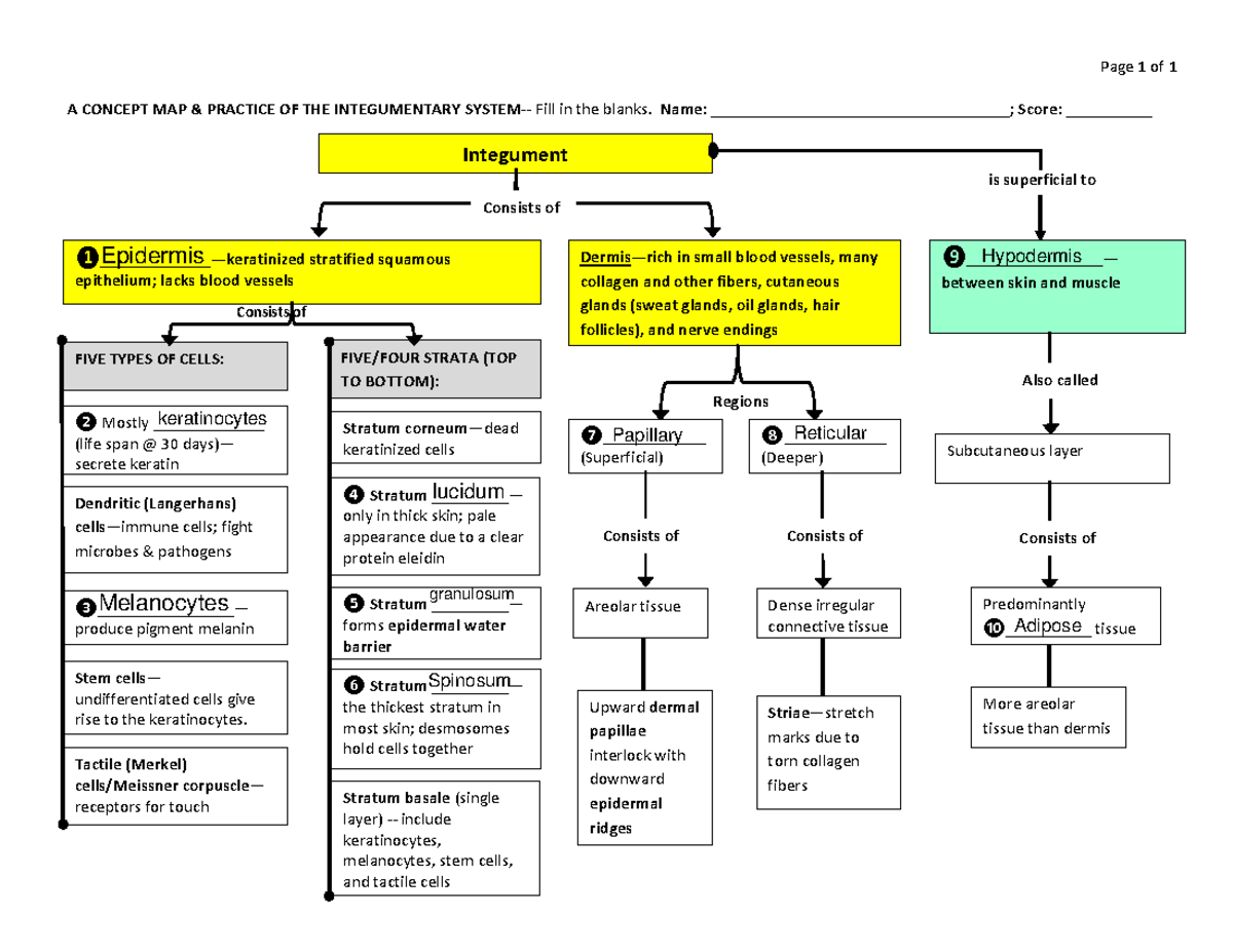 Skin-Concept map - Page 1 of 1 A CONCEPT MAP & PRACTICE OF THE INTEGUMENTARY SYSTEM- Fill in the ...